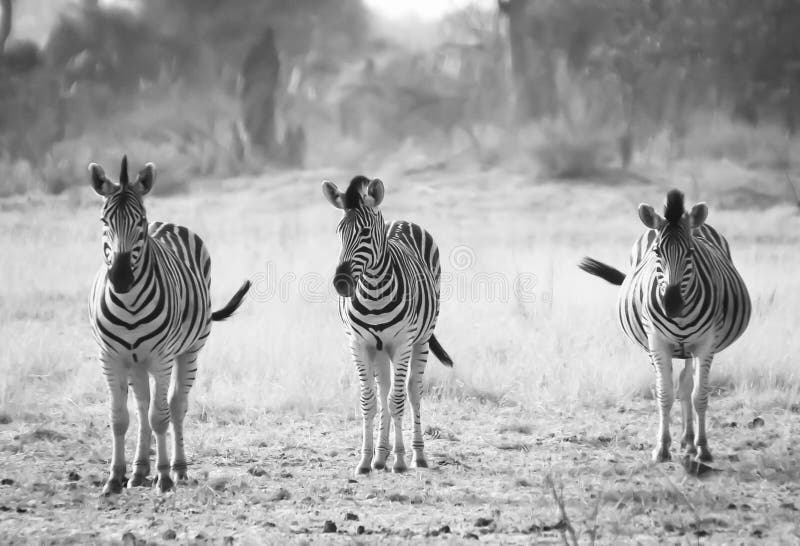Three Zebra Standing Together Looking Forward in Monochrome Stock Image ...