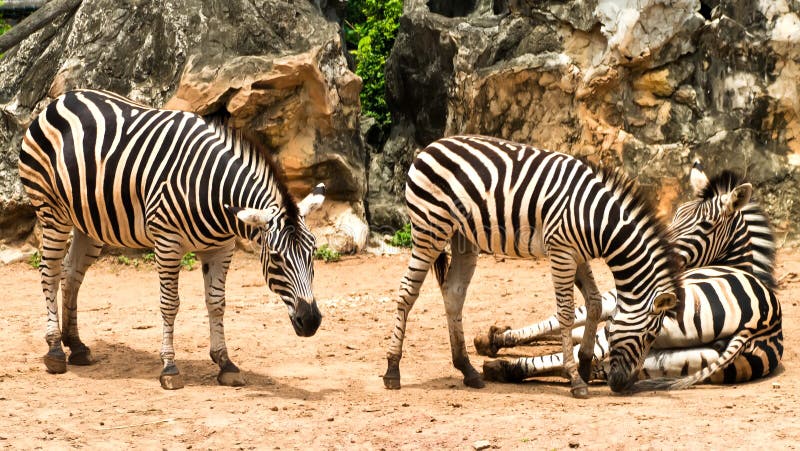 Three zebra stock photo. Image of safari, friendship - 224778786