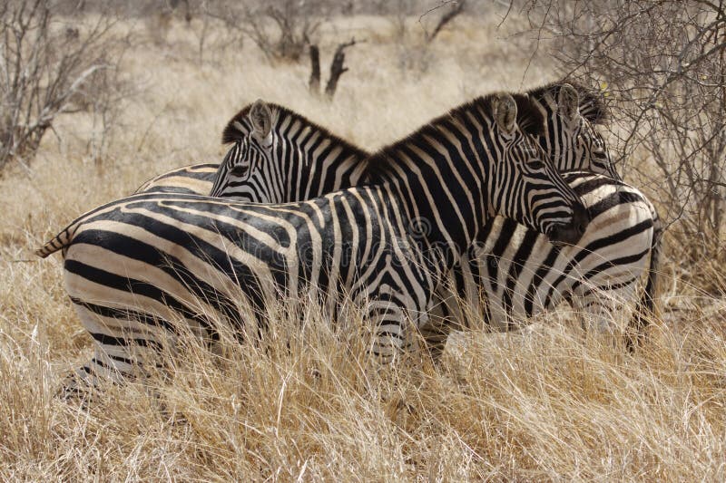 Three Zebras stock image. Image of kruger, white, wildlife - 23879657