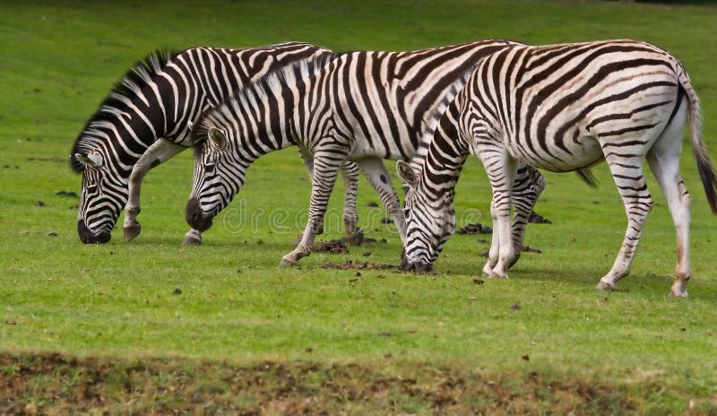 Three zebras eating stock image. Image of dinner, mammal - 10410475