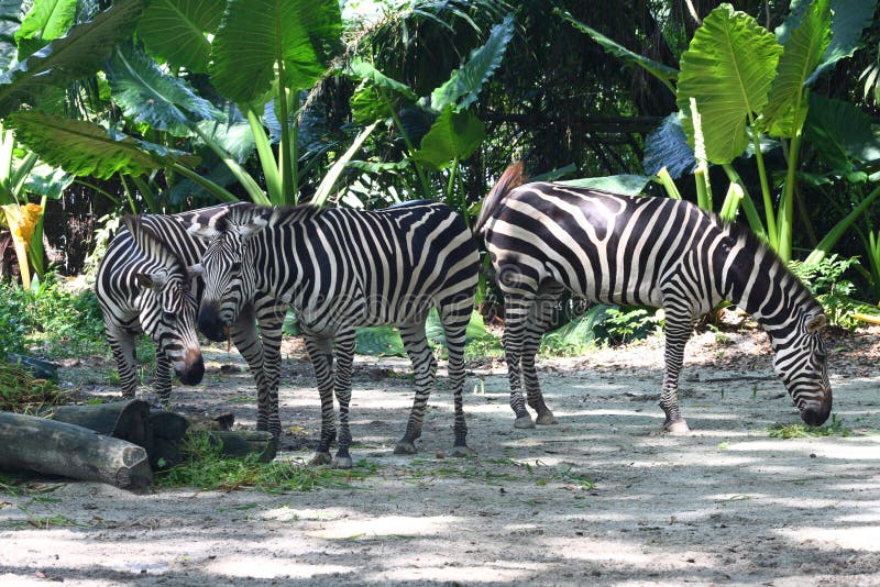 Three Zebras Eating stock photo. Image of baby, zebras - 14173908