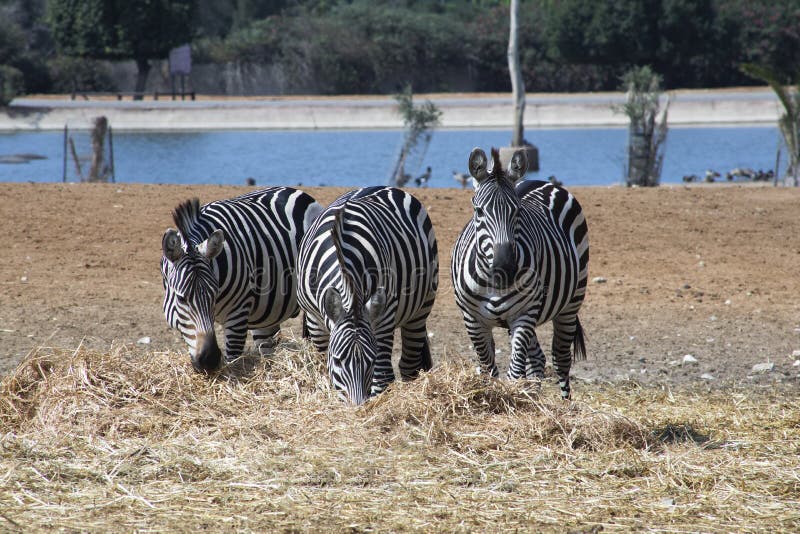Three Zebras Eating Hay in Ramat Gan Safary. Stock Photo - Image of ...