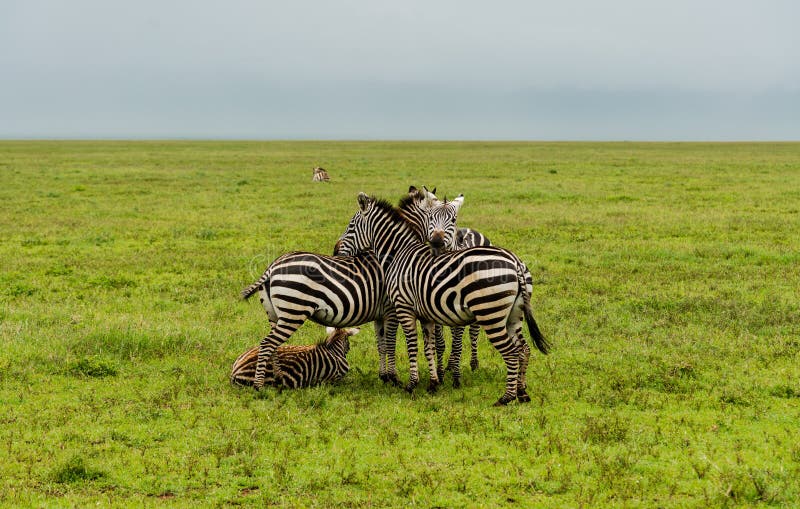 Three Zebras Forming A Triangle Stock Photo - Image of grass, close ...