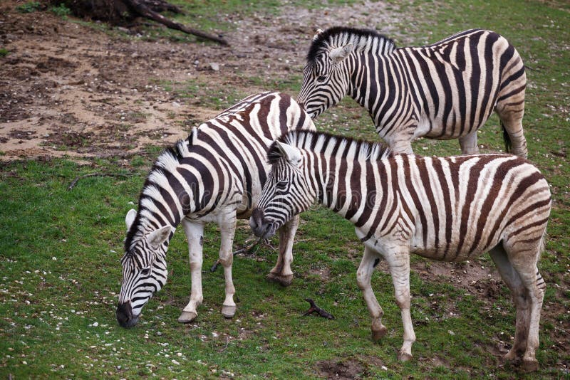 Three Zebras Grazing on Pasture Stock Photo - Image of beautiful, baby ...