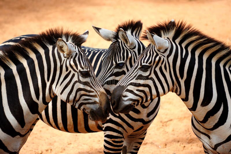 Three Zebras Kissing stock photo. Image of wildlife, zebra - 14891874