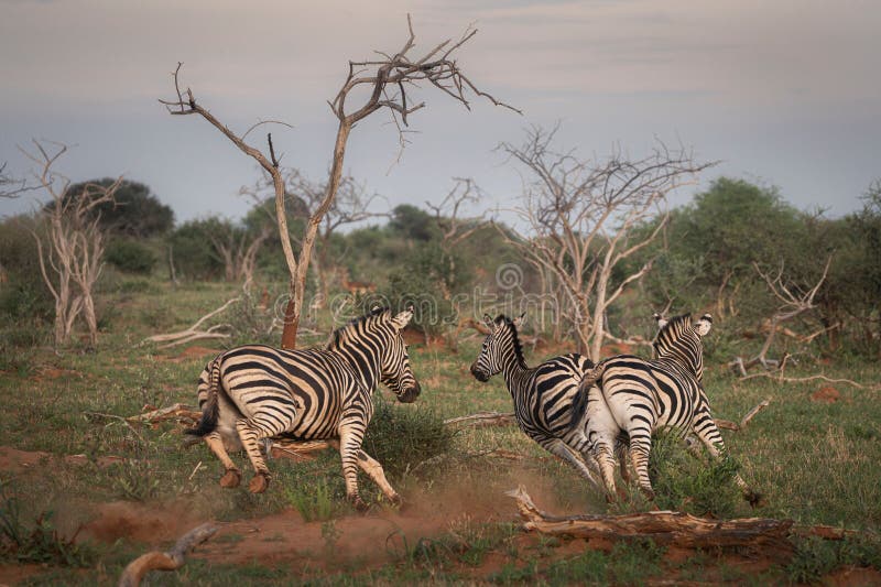 Two zebras running stock image. Image of animals, love - 45583175