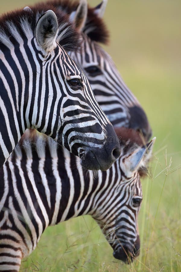 Three zebras in savannah stock photo. Image of head, environment - 11809416