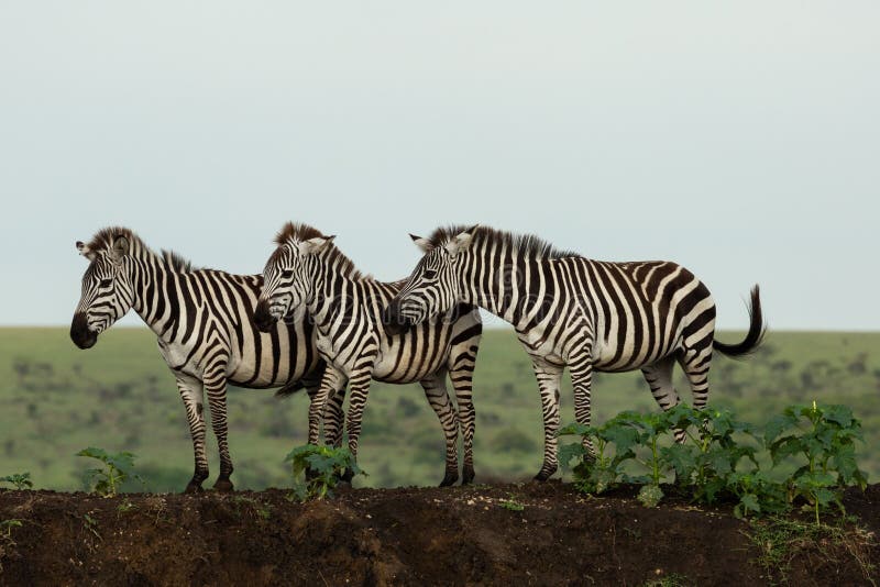 Zebras on a hill stock photo. Image of zebras, prairie - 166749566