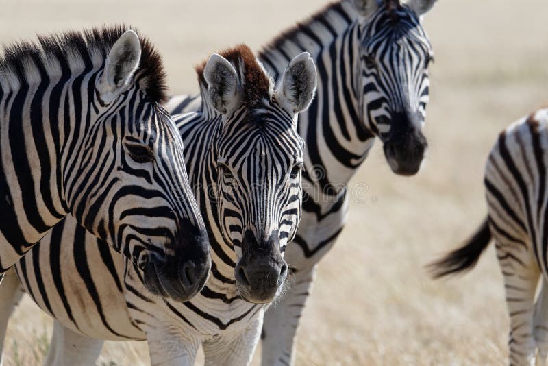 Three Zebras are on the Savannah, Two are Looking at the Camera Stock ...