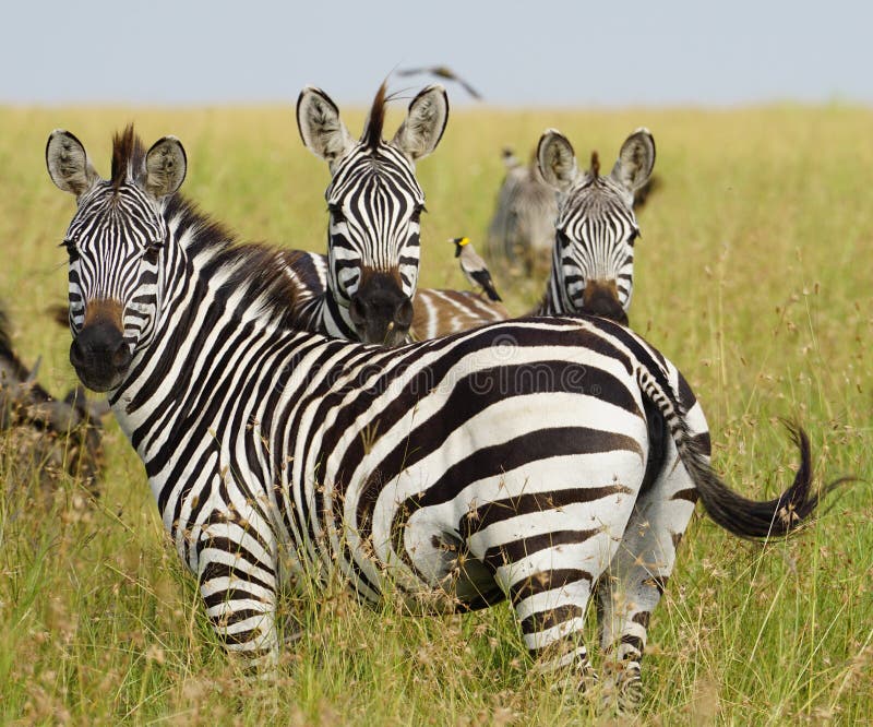 Three Zebras stock photo. Image of zebras, stripped, migration - 39523548