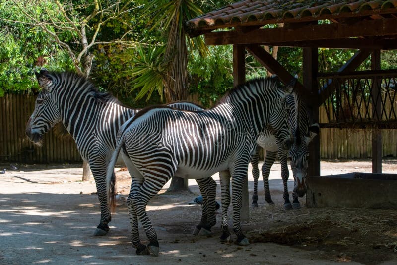 Three Zebras Standing in the Aviary of a Zoo. Stock Image - Image of ...