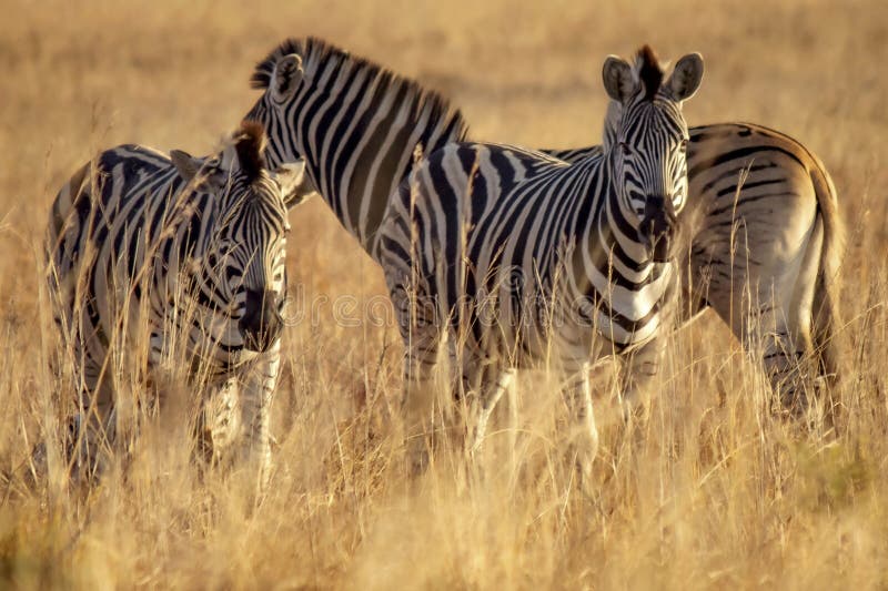 Three Zebras stock image. Image of grass, plain, animal - 285535385