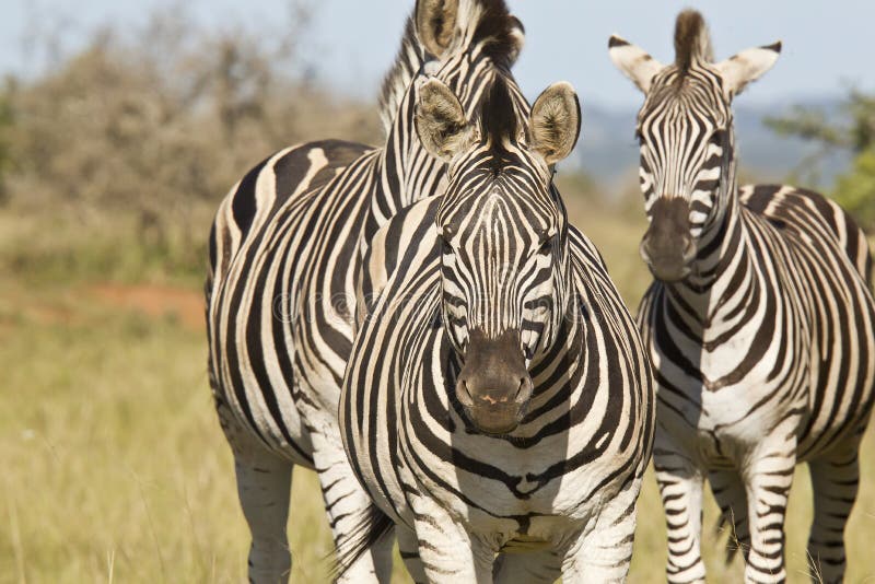 Three Zebras Standing in Short Grass Stock Photo - Image of mammal ...