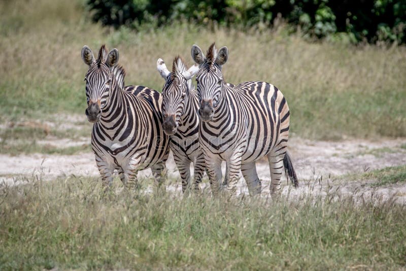 Three Zebras Starring at the Camera. Stock Image - Image of animal ...
