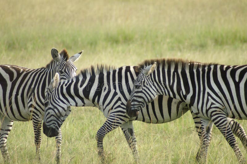 Three zebras stock photo. Image of safari, zebra, black - 90964794
