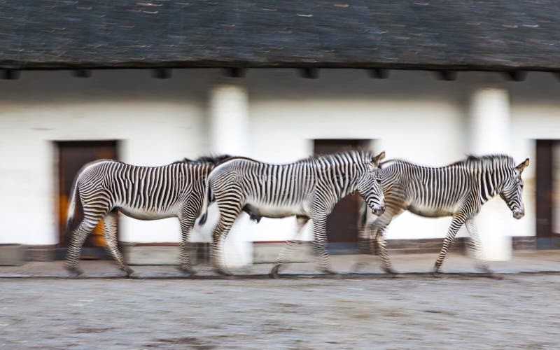 Three Zebras Walk on a Zoo Aviary Stock Image - Image of creature, gray ...