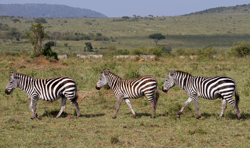 Three Zebras Walking in a Row Stock Image - Image of savannah, zebra ...