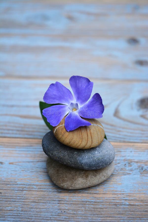 Three Zen Stones on Old Wood with Purple Flower Stock Image - Image of ...