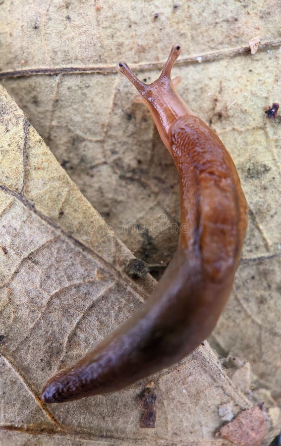 Ambigolimax Valentianus Stock Photos - Free & Royalty-Free Stock Photos ...