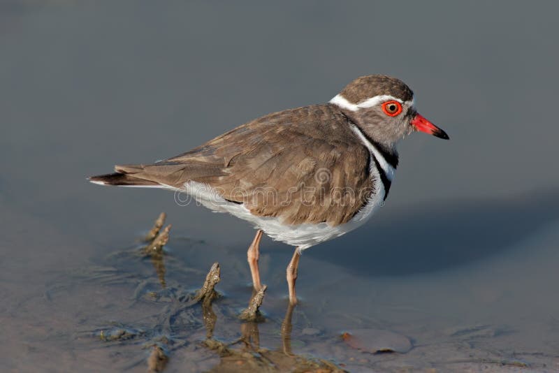 Threebanded plover stock photo. Image of wading, african - 21300550