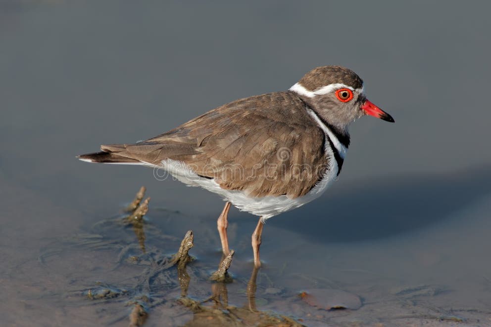 Threebanded plover stock photo. Image of wading, african - 21300550