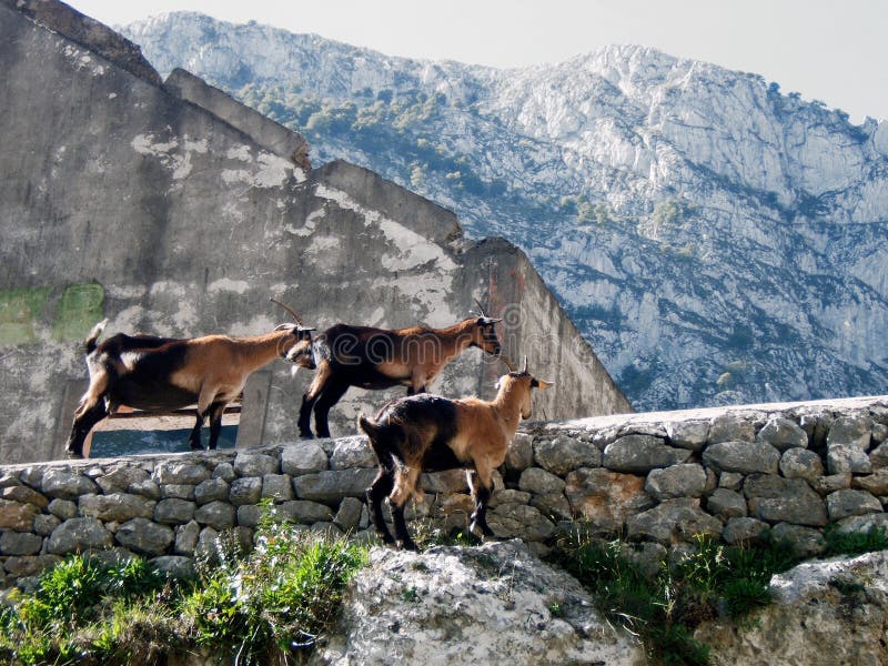 Threegoats stock photo. Image of animal, horn, stone, wild - 265348