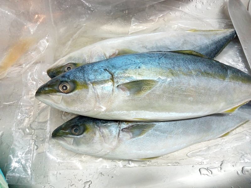 Threes of Buri fish photo stock photo. Image of meat - 242271108