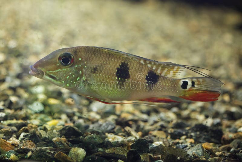 Threespot Eartheater Satanoperca Daemon Stock Photo - Image of ...