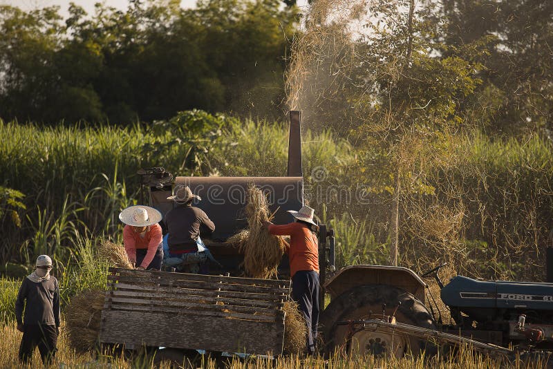 Thresh editorial photo. Image of large, farming, plants - 62021046