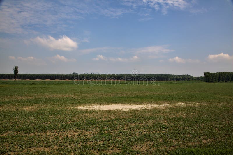 Threshed Field in Summer with a Birch Trees Plantation in the Distance ...