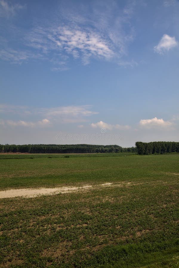 Threshed Field in Summer with a Birch Trees Plantation in the Distance ...