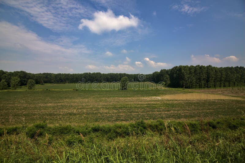 Threshed Field in Summer with a Birch Trees Plantation in the Distance ...