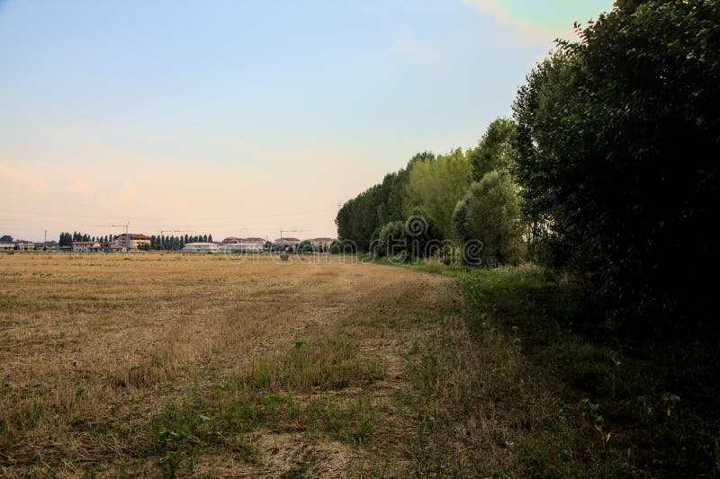 Threshed Wheat Field Bordered by Trees at Sunset in Summer Stock Photo ...