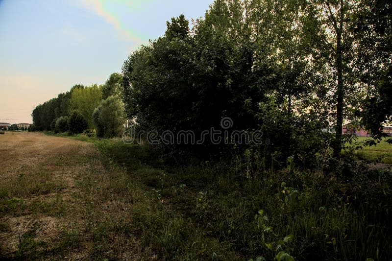 Threshed Wheat Field Bordered by Trees at Sunset in Summer Stock Photo ...