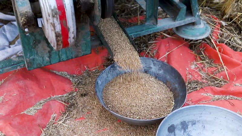 Thresher Machine Working in the Field Separating Wheat Grain from Husk ...