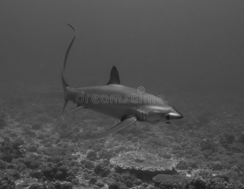 A Thresher Shark in the Blue Ocean Water of the Philippines. Stock ...