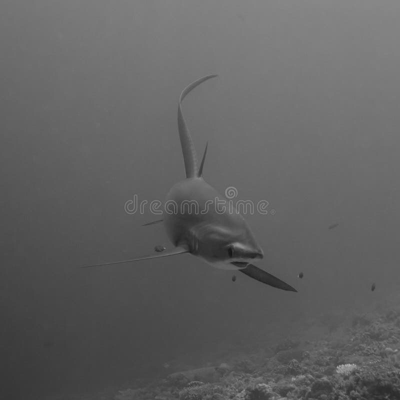 A Thresher Shark in the Blue Ocean Water of the Philippines. Stock ...