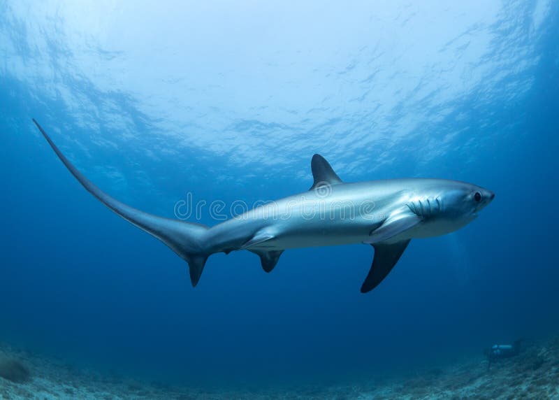 A Thresher Shark in the Blue Ocean Water of the Philippines. Stock ...