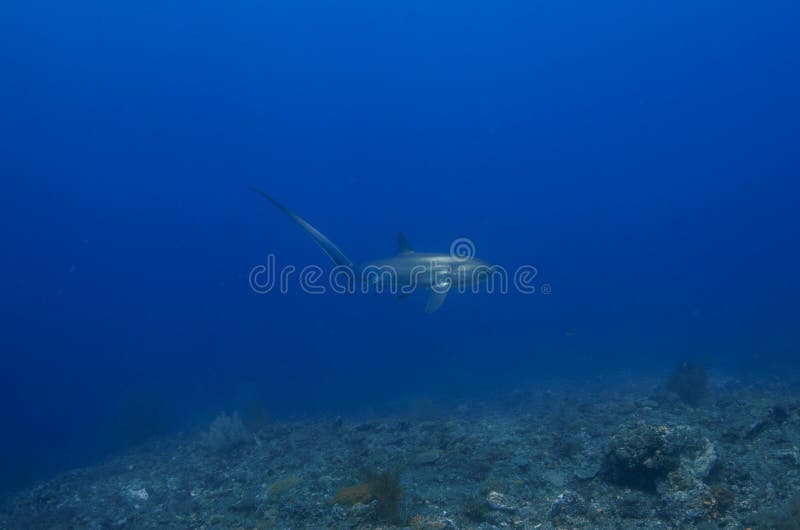 Thresher Shark is a Unique Fish Whose Tail is almost As Long As Its ...