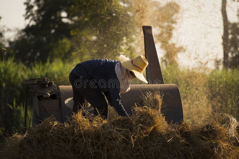 Threshing editorial photo. Image of hauling, separates - 62029896