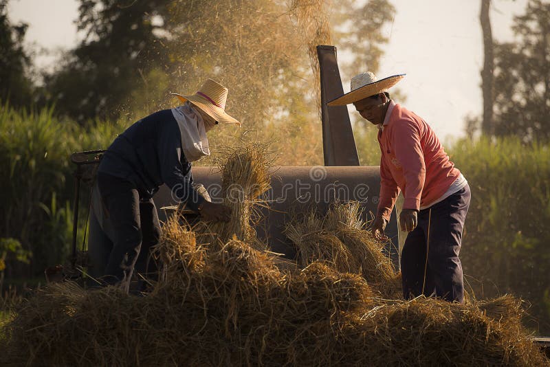 Threshing editorial stock photo. Image of handcart, barrow - 62029978