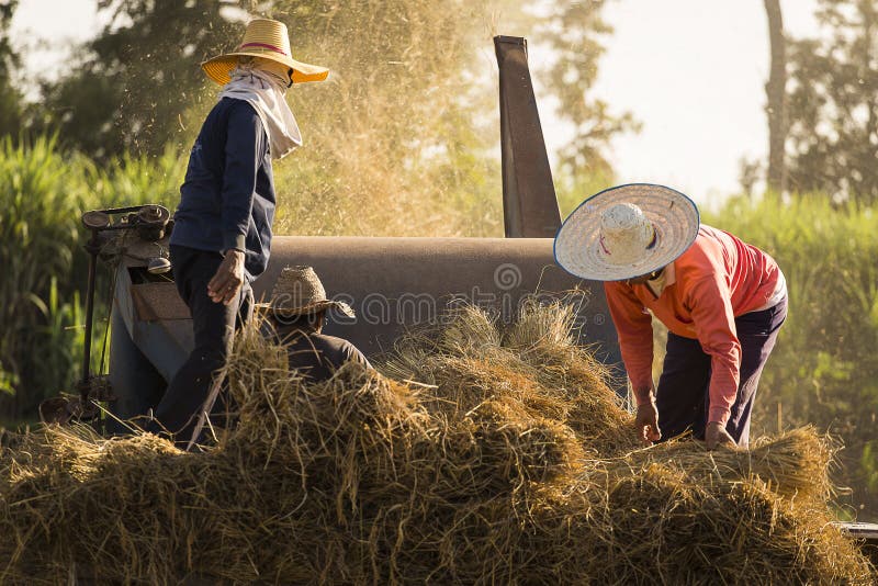 Threshing editorial stock image. Image of plants, field - 62030049