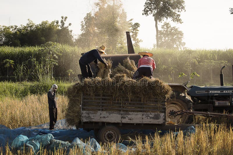 Threshing editorial photo. Image of hauling, separates - 62029896