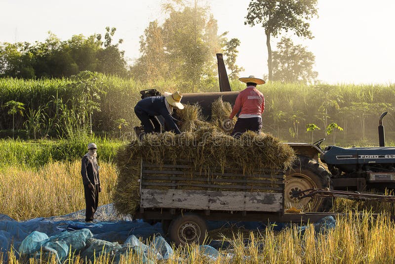 Threshing editorial photo. Image of hauling, separates - 62029896