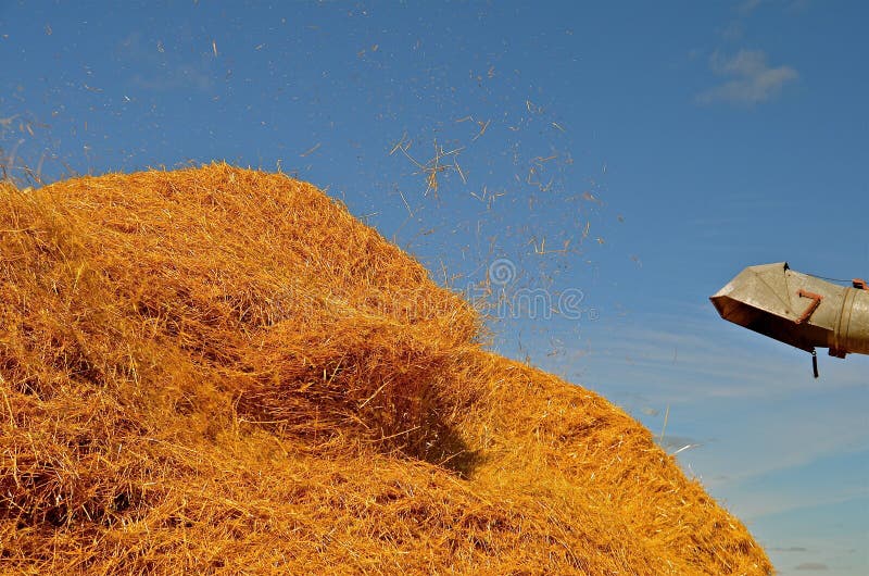 Threshing in Progress stock photo. Image of country, grain - 38928800