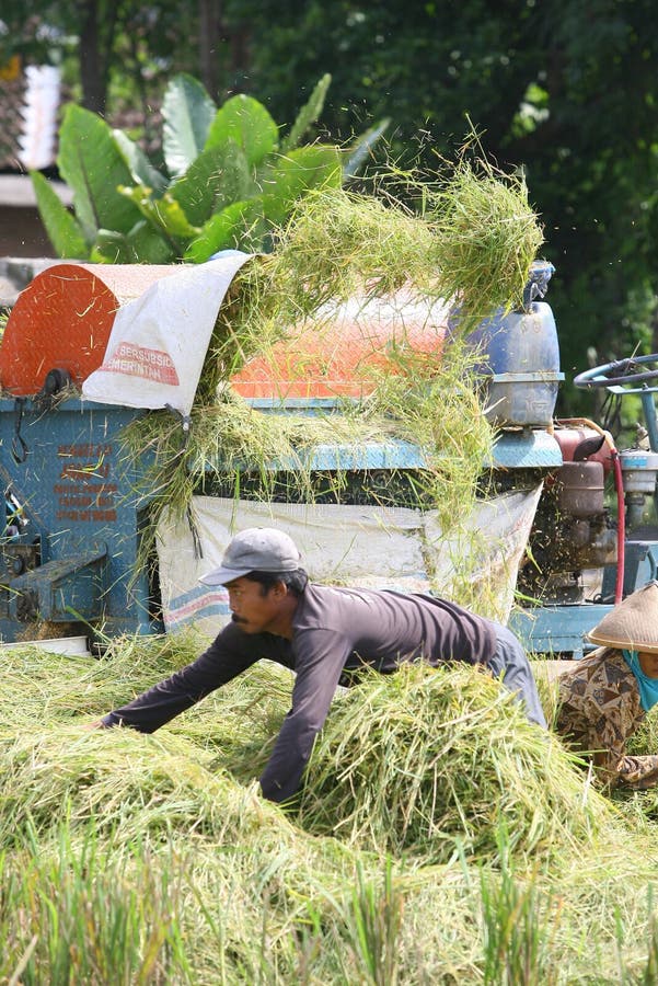 Threshing tool editorial image. Image of central, java - 36609805