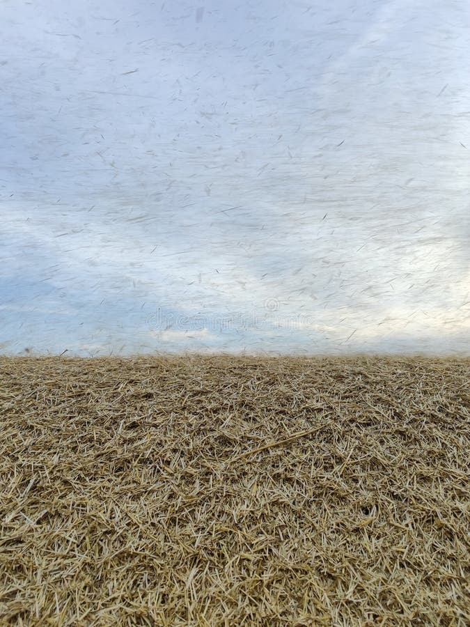 Threshing wheat and hay stock photo. Image of plain - 318410530