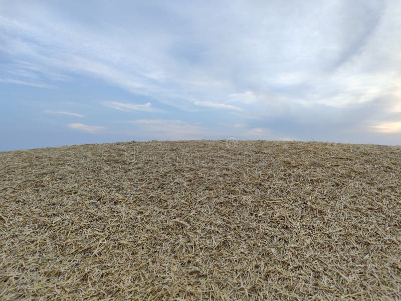 Threshing wheat and hay stock photo. Image of steppe - 345926360