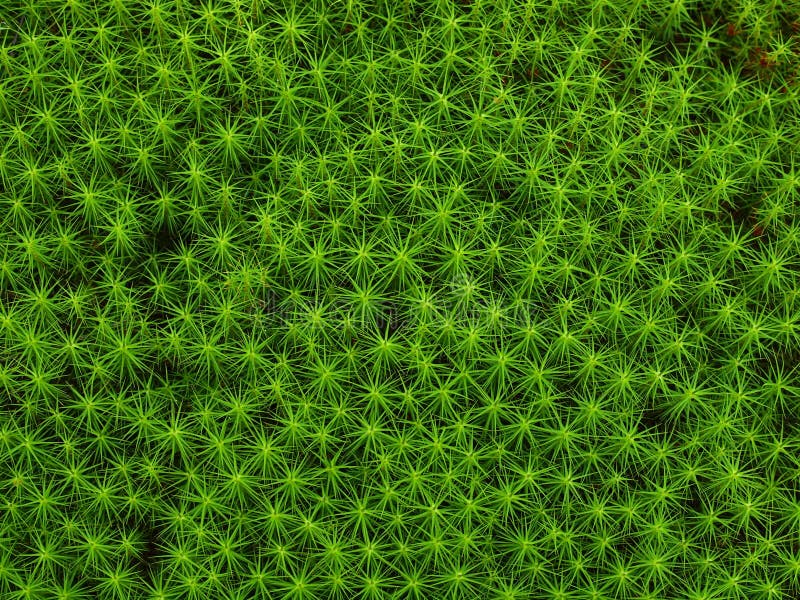 Thrickets of a wood grass stock photo. Image of plant - 23257442