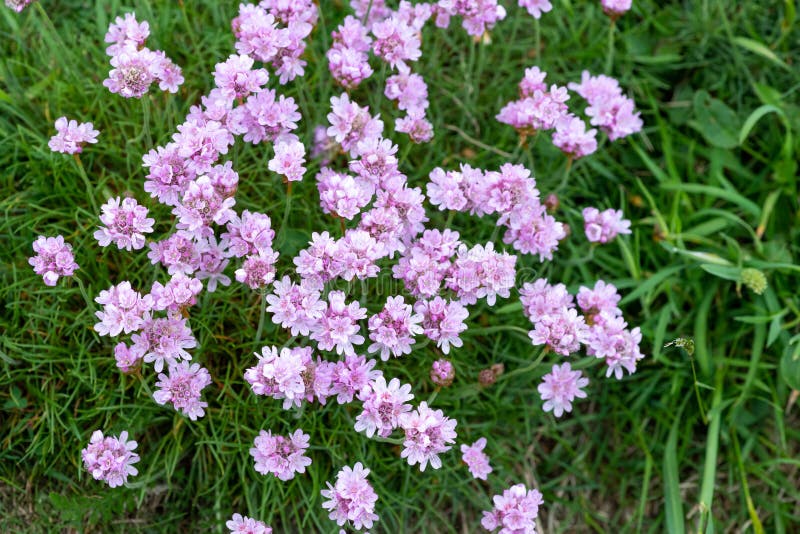 Thrift Armeria Maritima Flowers Stock Image - Image of closeup ...